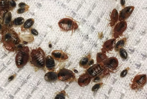 #1 Bed Bug Exterminator in Indianapolis! Indiana Pest Control Removal ...